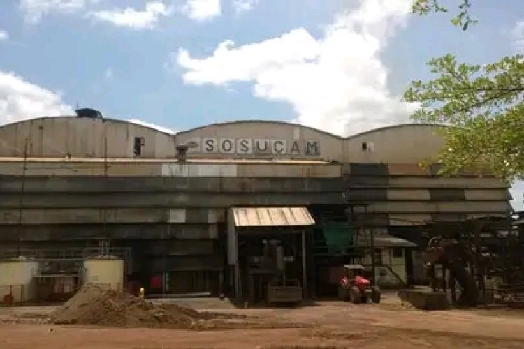 Cameroun - Industrie : Reprise d'activité de l'usine Sosucam de ...